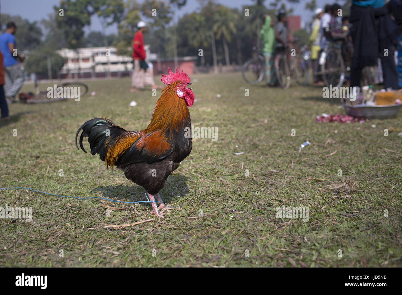The bangladesh rooster hi-res stock photography and images - Alamy