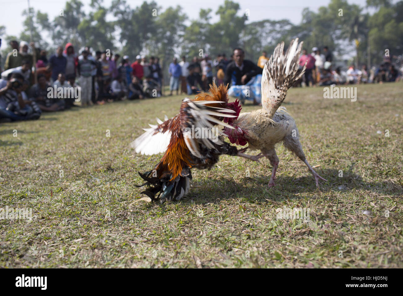 Roosters fight traditional cockfighting competition hi-res stock ...