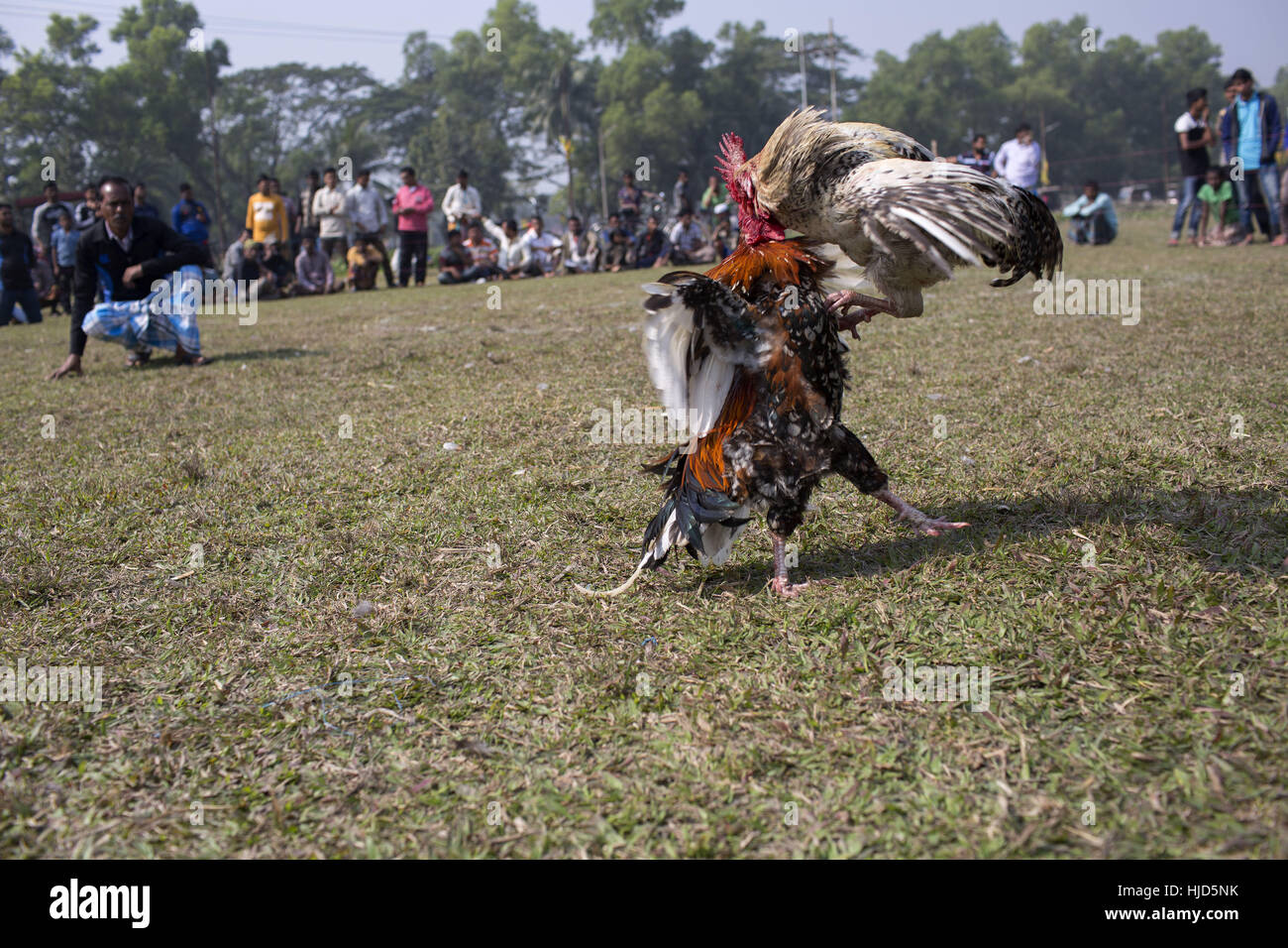Roosters fight traditional cockfighting competition hi-res stock ...