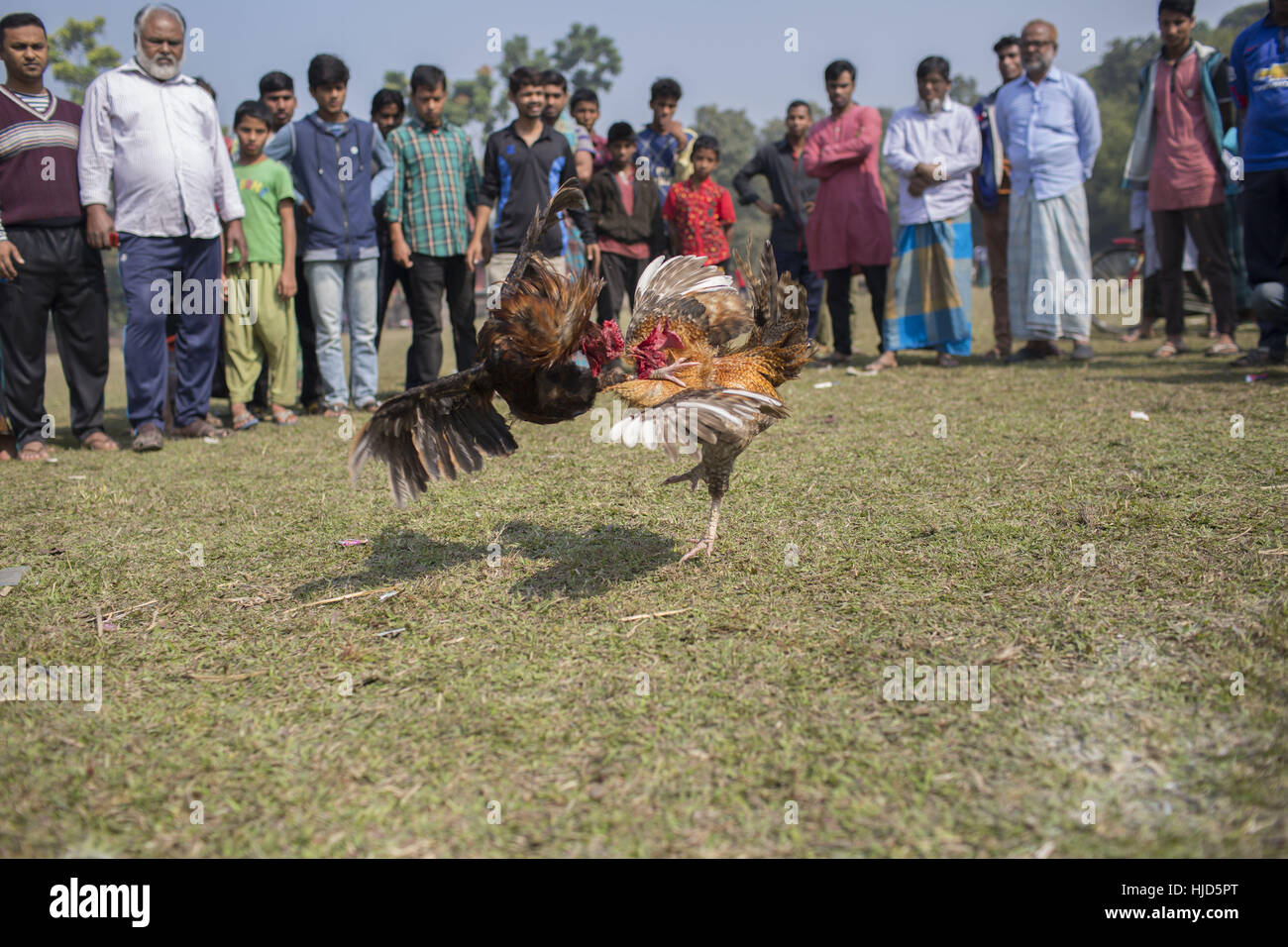 Roosters fight traditional cockfighting competition hi-res stock ...