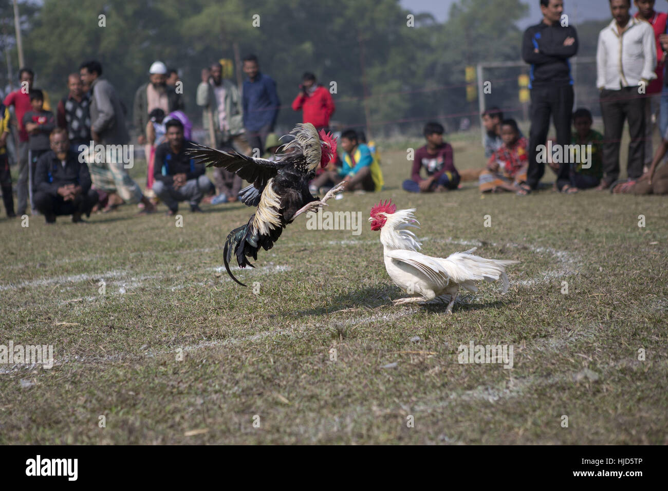 Roosters fight traditional cockfighting competition hi-res stock ...