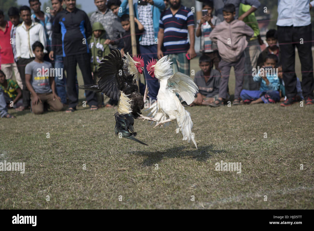 Roosters fight traditional cockfighting competition hi-res stock ...