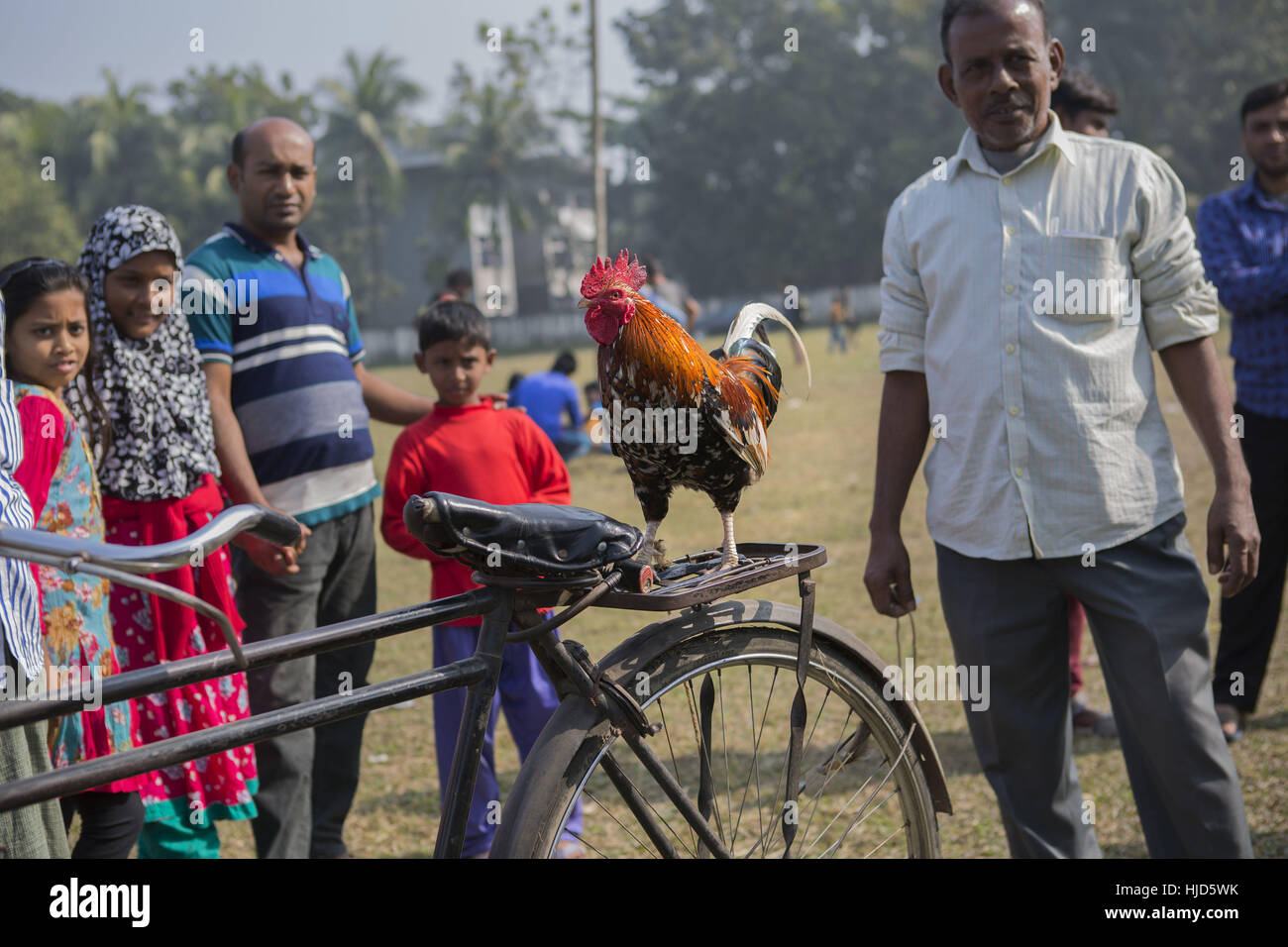The bangladesh rooster hi-res stock photography and images - Alamy