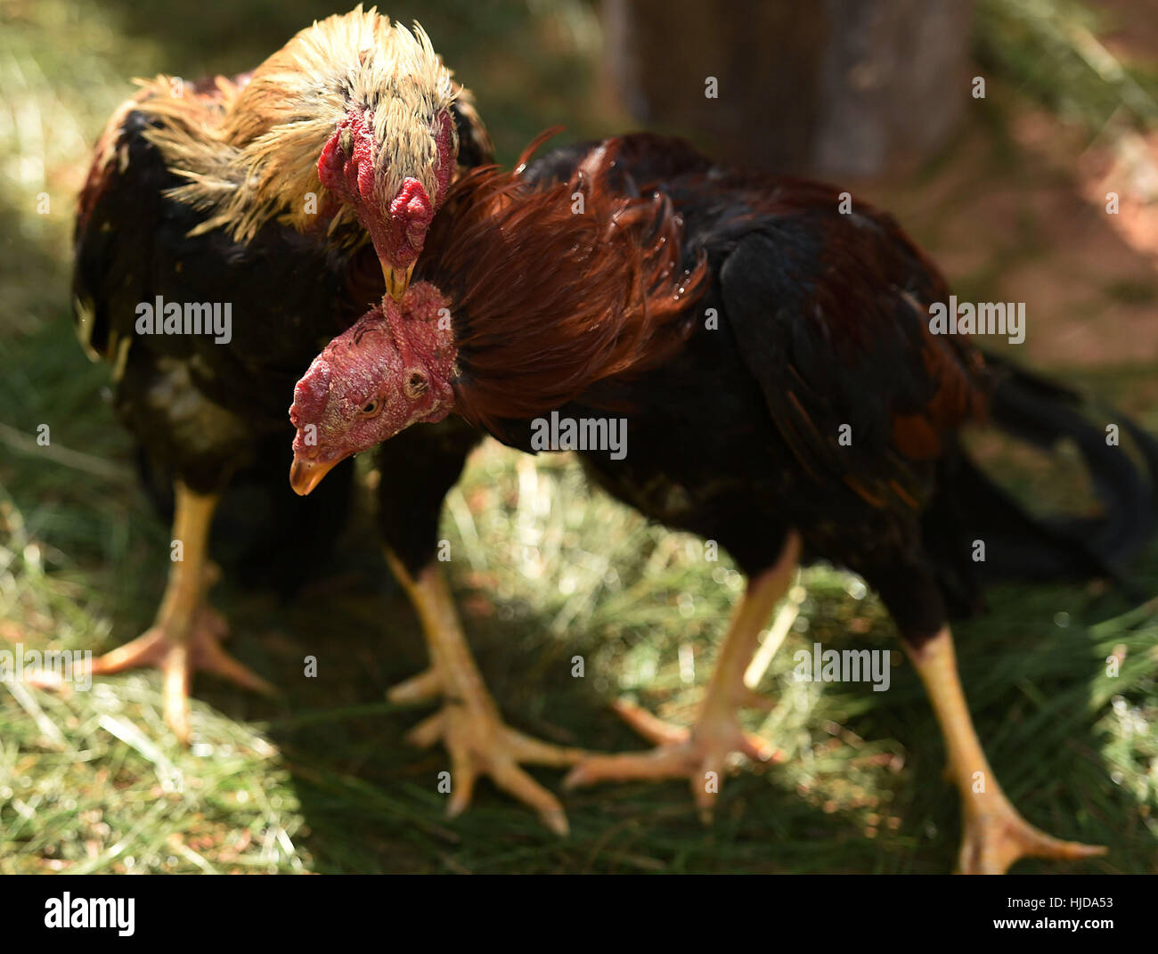 Rooster Fight High Resolution Stock Photography and Images - Alamy
