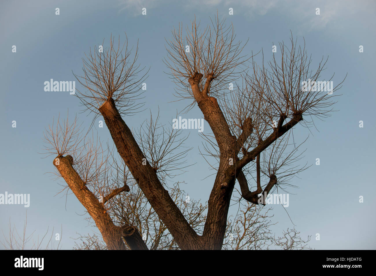 Coppiced tree hi-res stock photography and images - Alamy