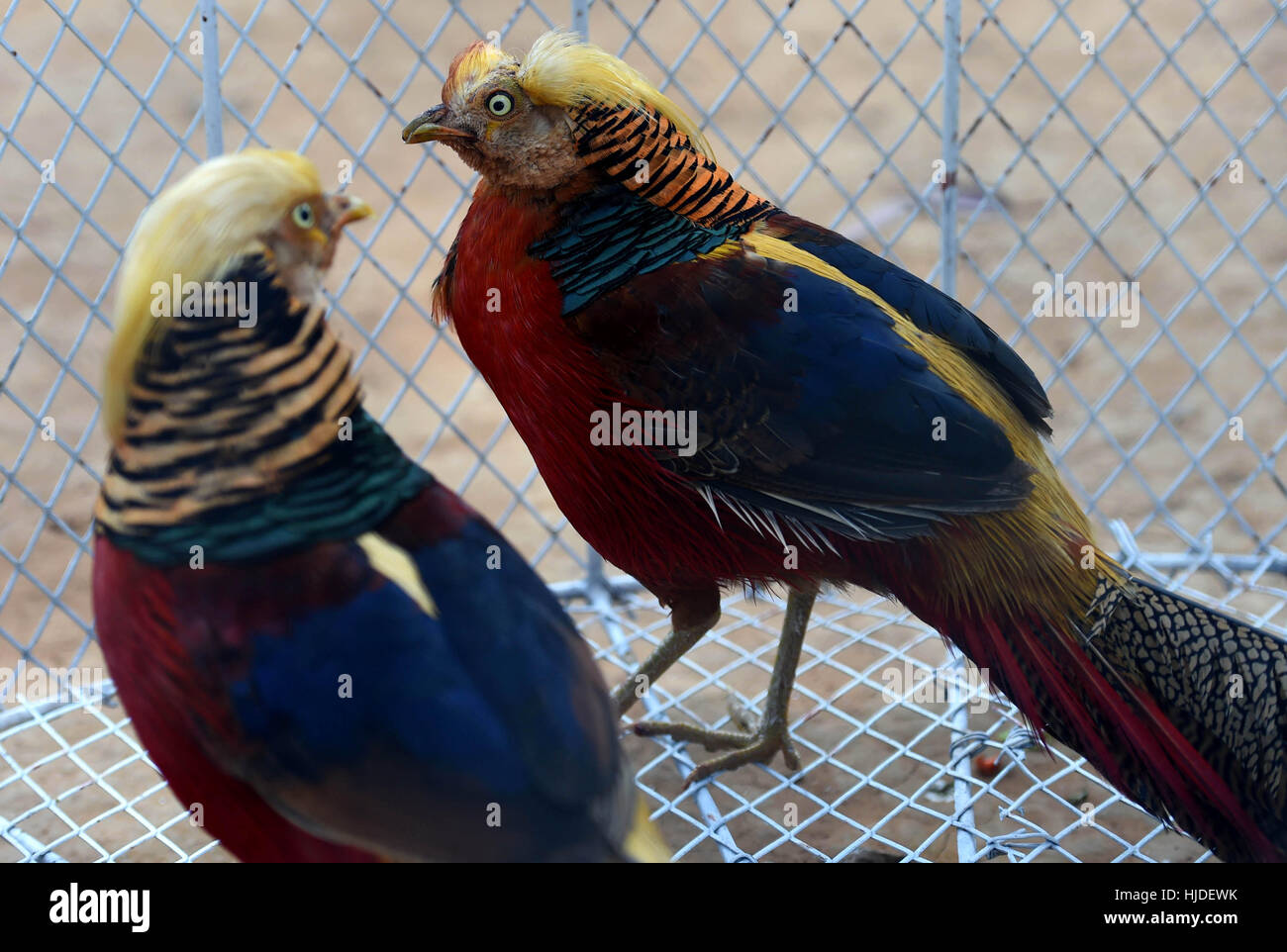 Kunming, China's Yunnan Province. 24th Jan, 2017. Golden pheasants are ...