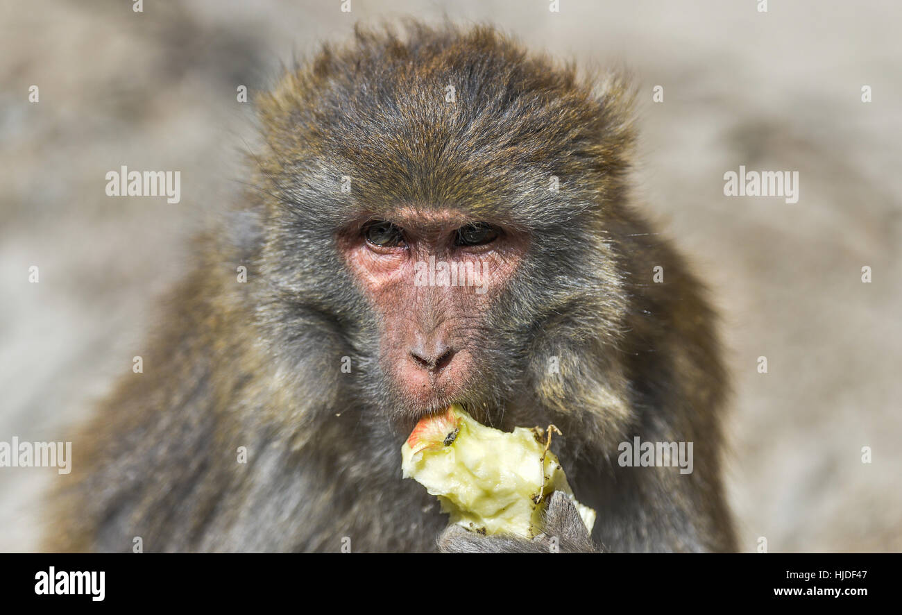 Macaque eats hi-res stock photography and images - Alamy