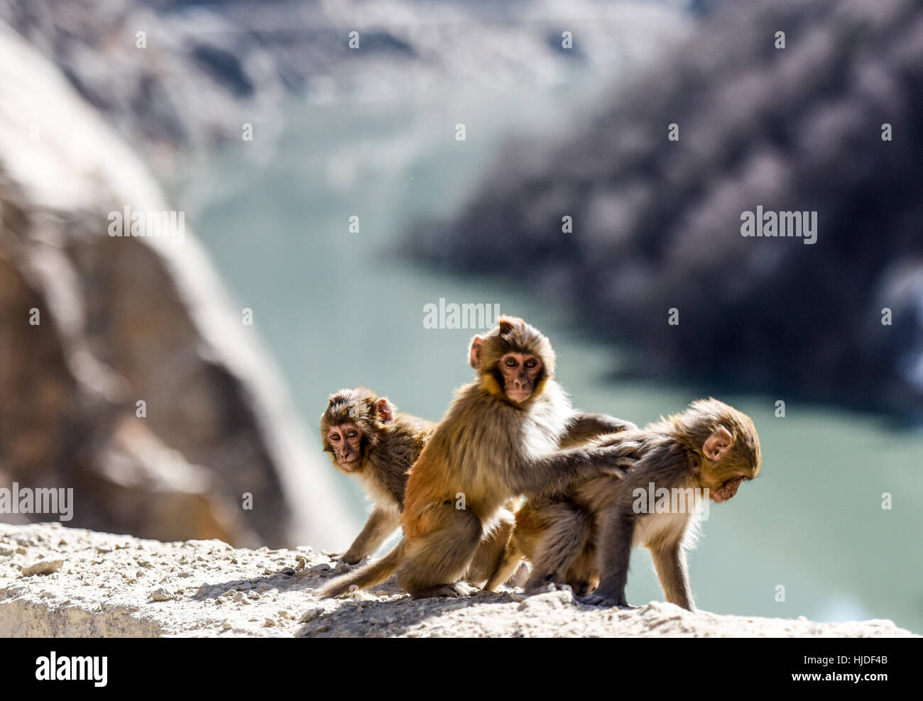 Tibetan macaques hi-res stock photography and images - Alamy