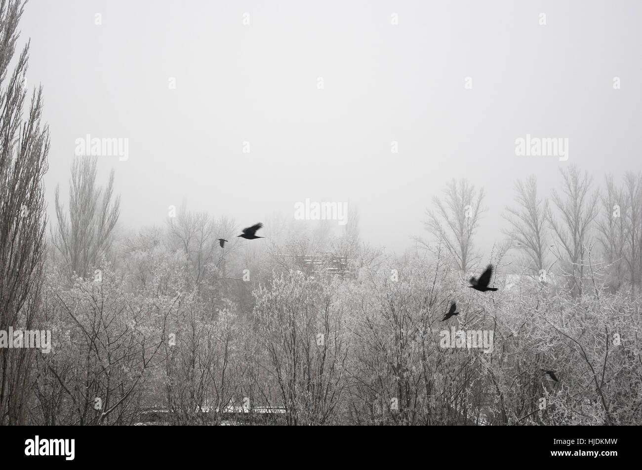 winter morning landscape - flying flock of birds above the trees in ...