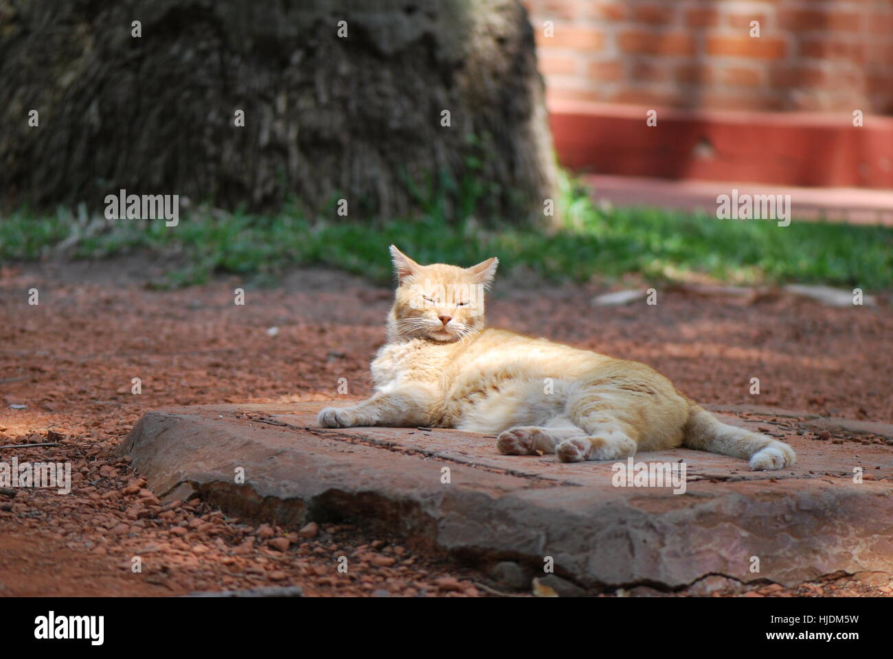 loll, majesty, pussycat, cat, domestic cat, beauty, loll, majesty ...