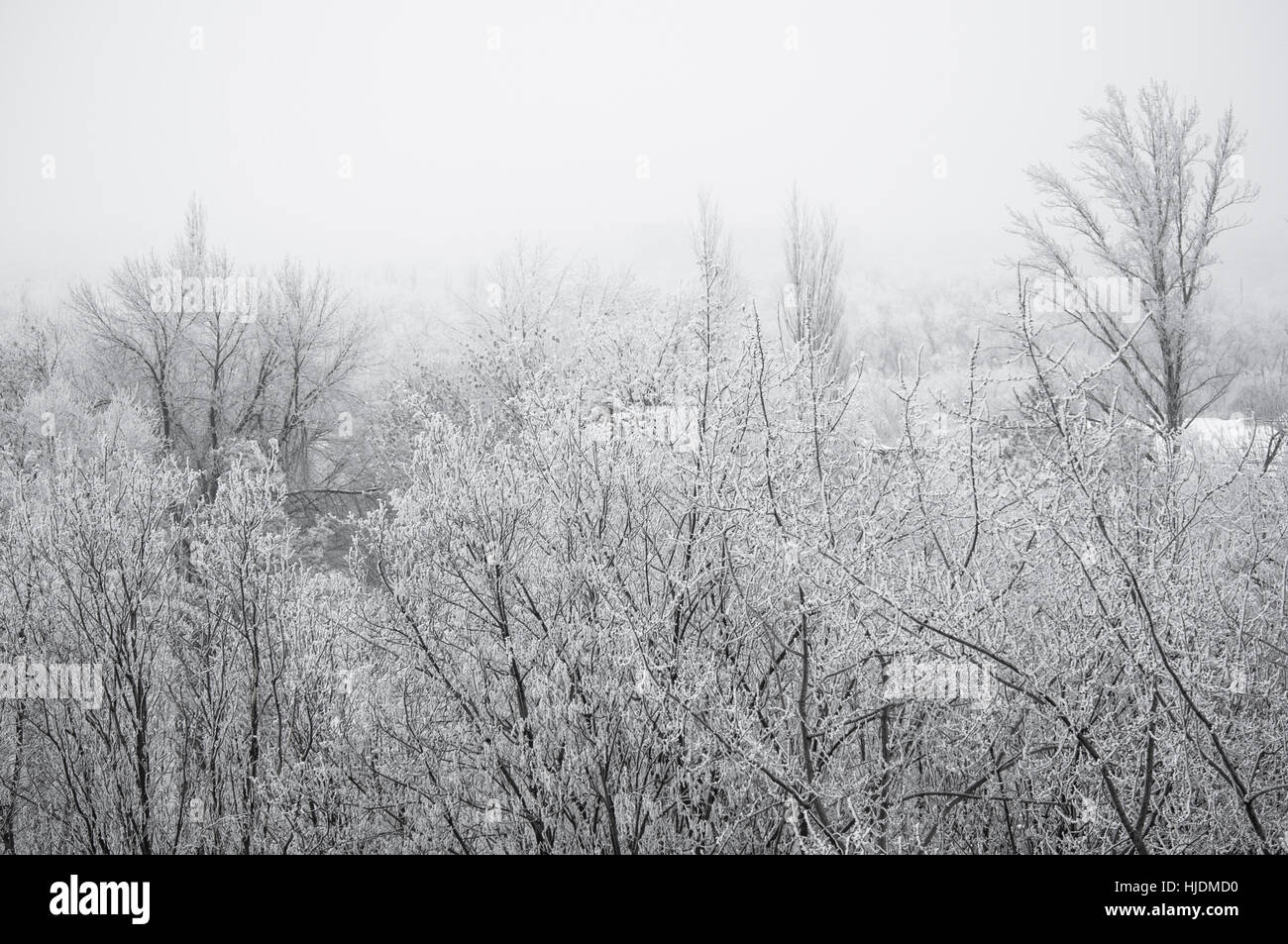 winter morning landscape - the trees in frost Stock Photo - Alamy