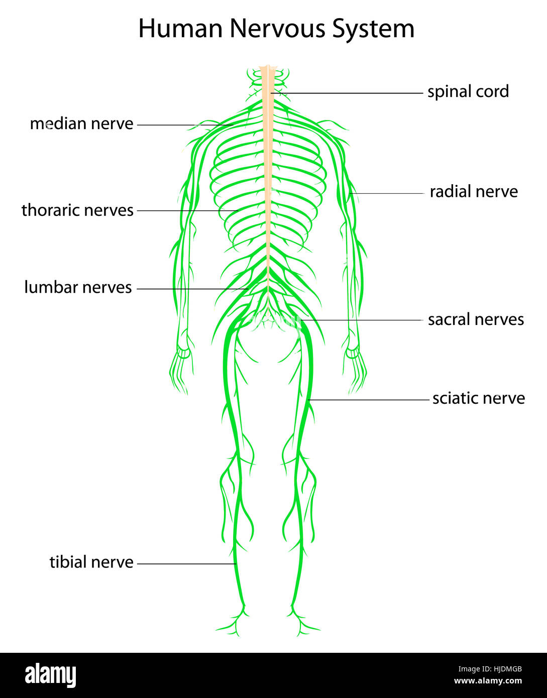 health, medicinally, medical, command, science, male, masculine, cross ...