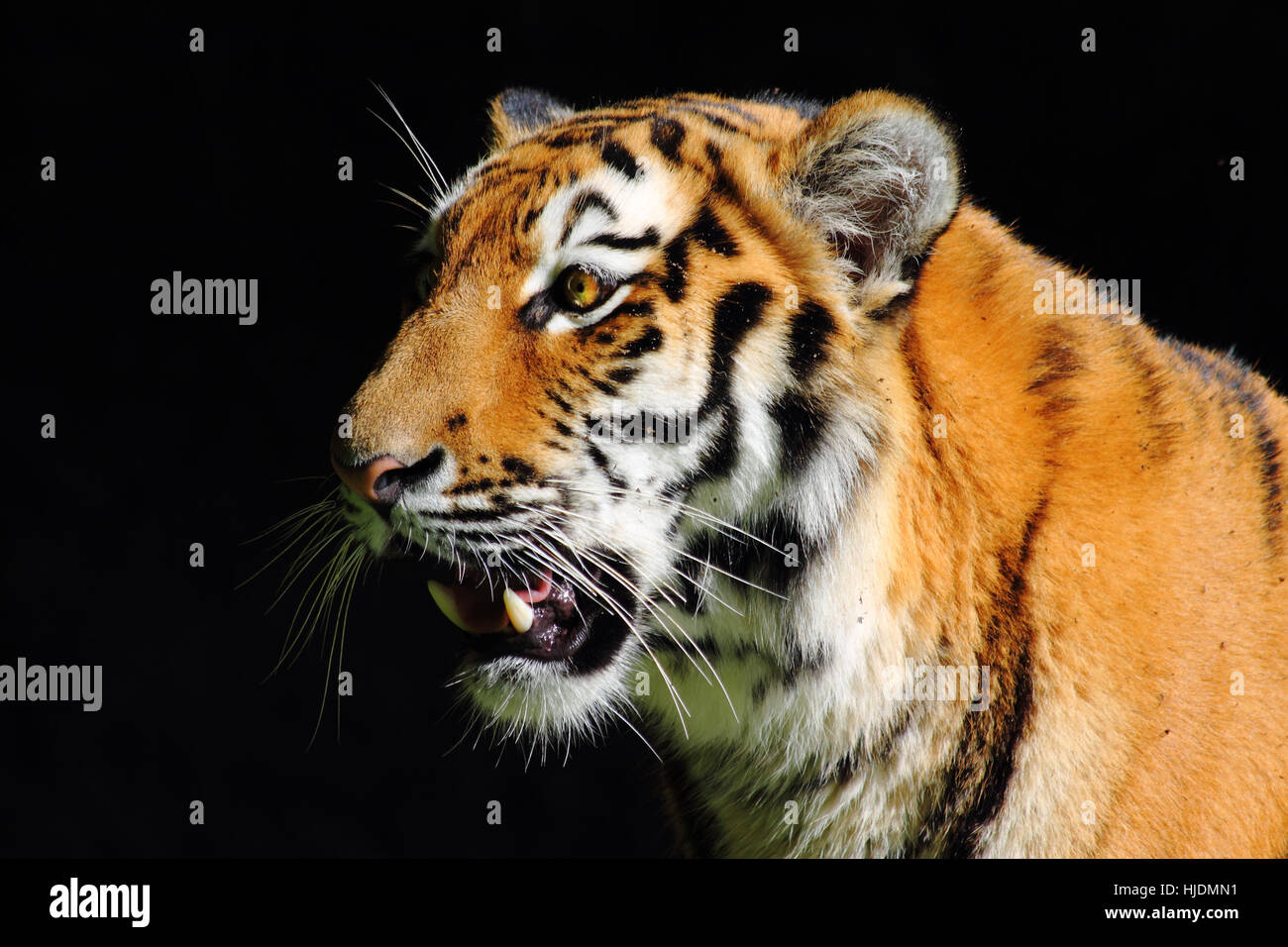 eye, organ, cat, big cat, feline predator, tiger, danger, mammal, teeth ...