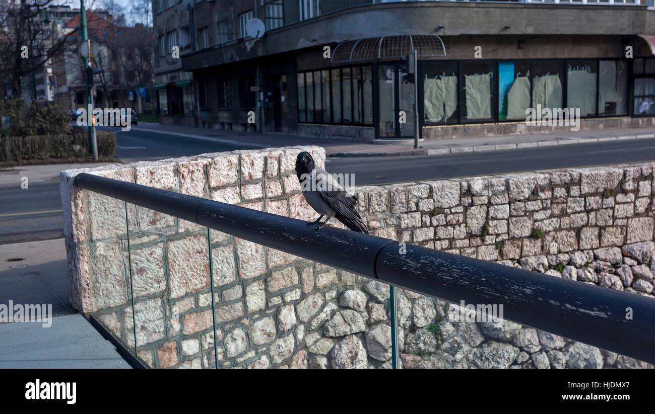 Raven bridge hi-res stock photography and images - Alamy