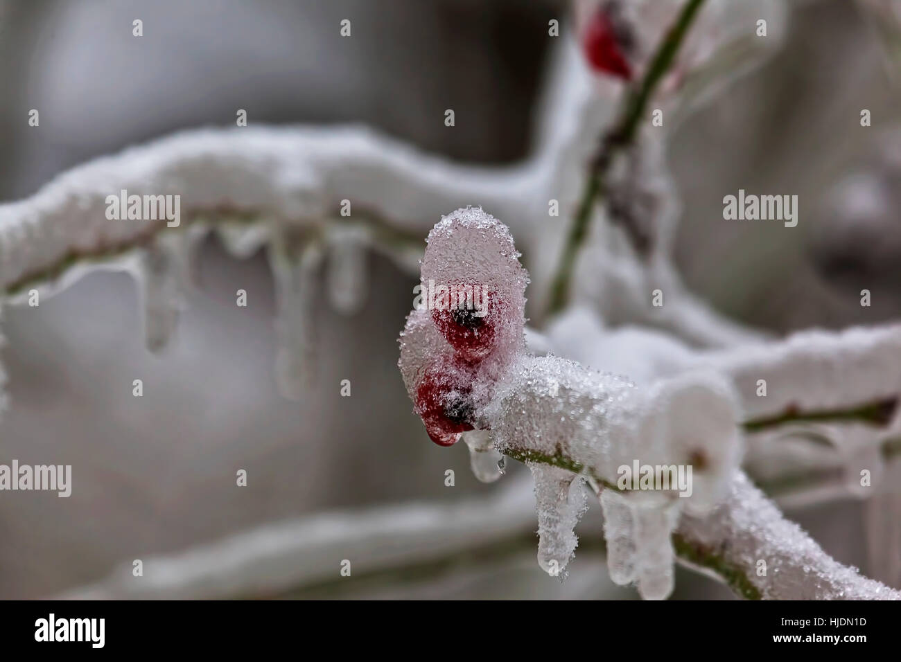 Winter trees branches covered hi-res stock photography and images - Alamy