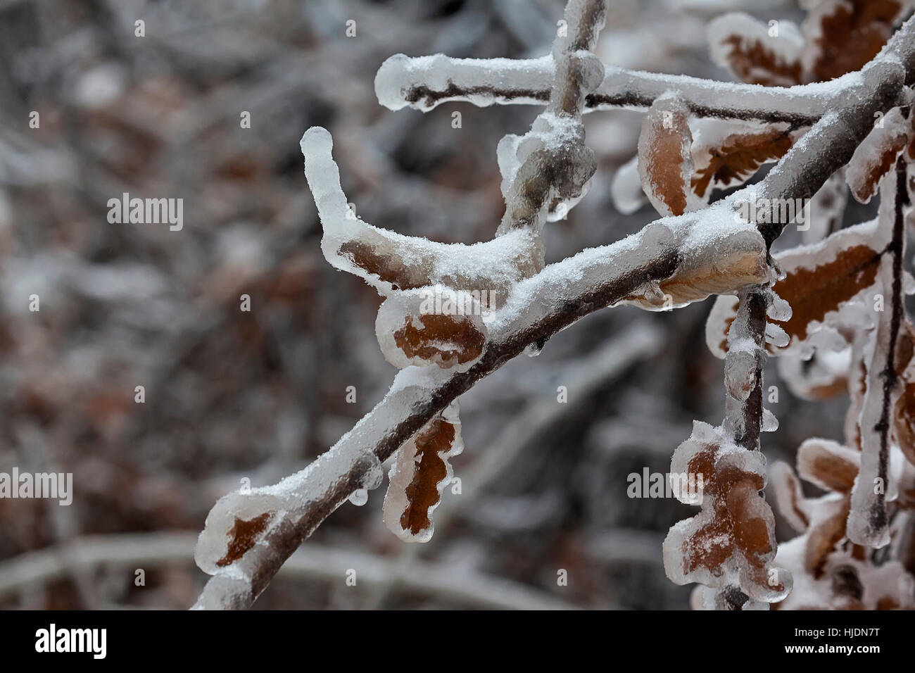Winter trees branches covered hi-res stock photography and images - Alamy