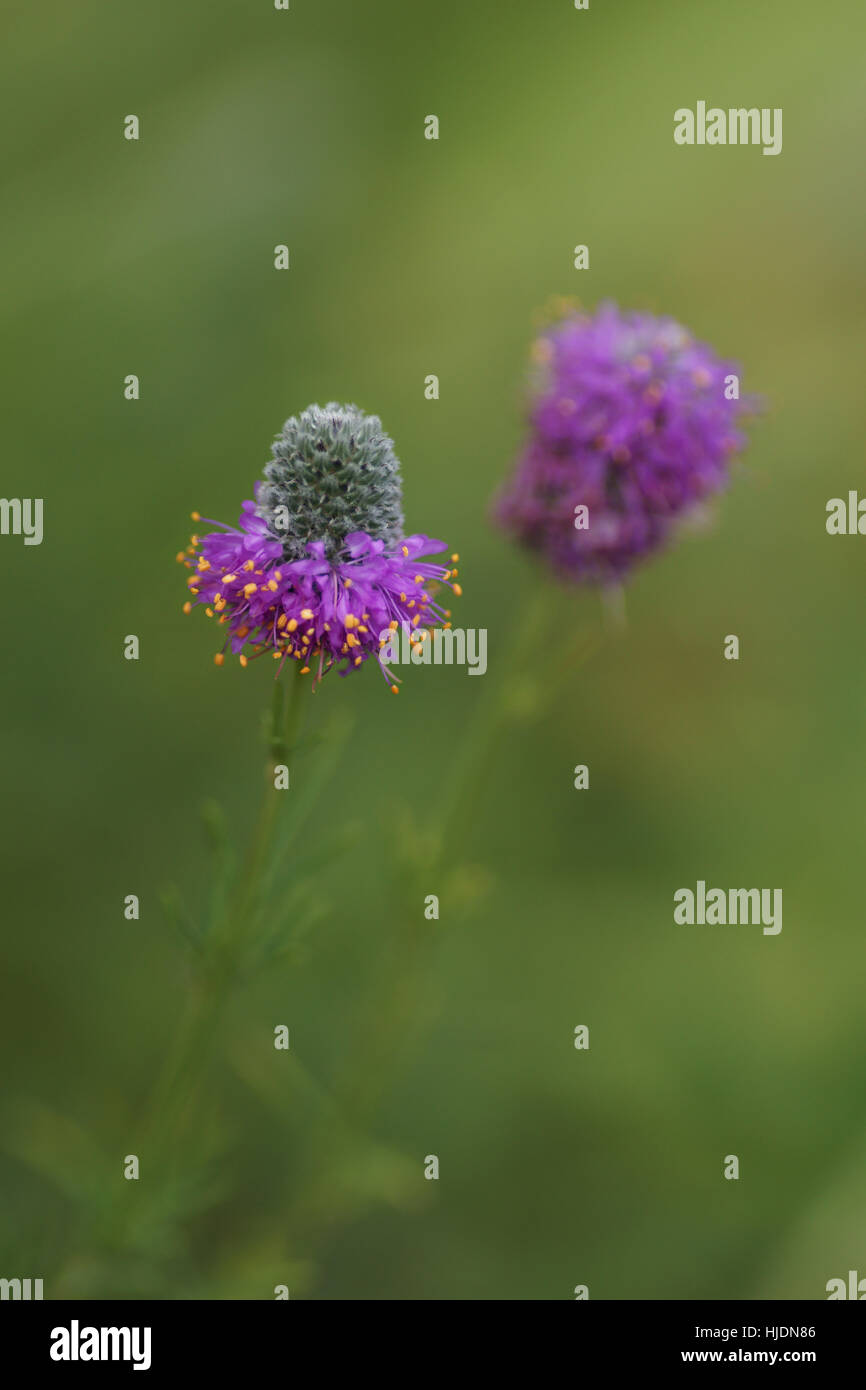 Dalea hi-res stock photography and images - Alamy