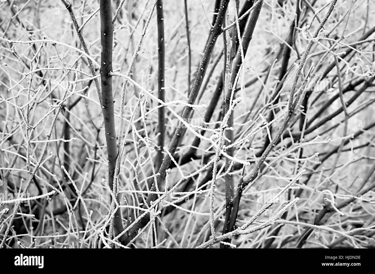 Winter frozen branch Stock Photo - Alamy