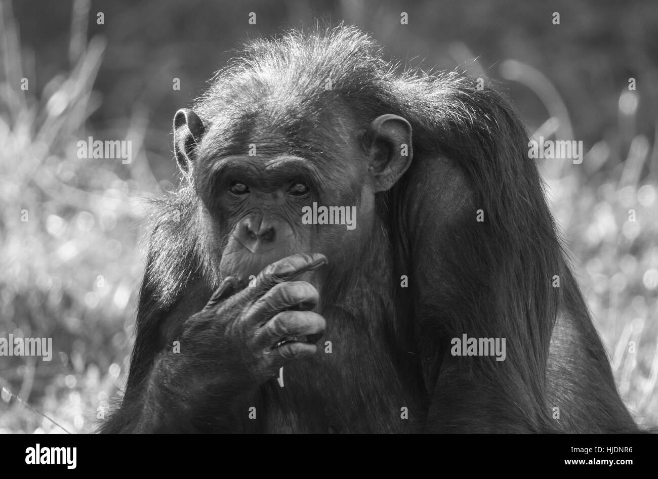 Chimpanzee fight hi-res stock photography and images - Alamy