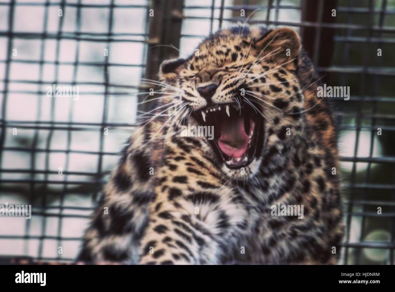Amur Leopard cub showing its teeth Stock Photo - Alamy