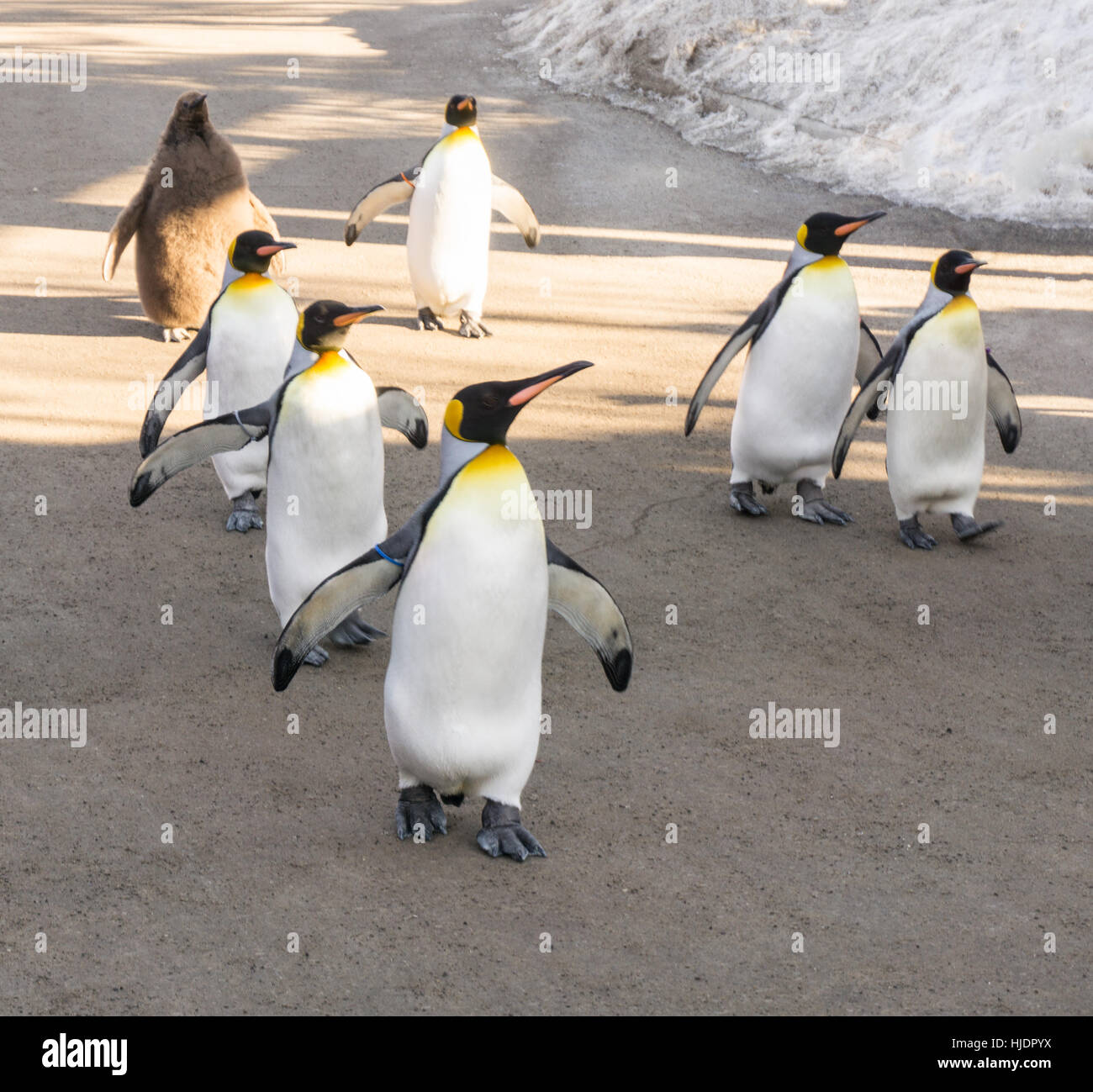 King Penguins waddled at Calgary Zoo Alberta Stock Photo: 131839790 - Alamy