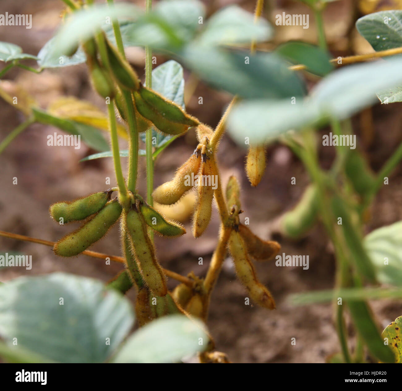dried pods with soybean field in summer Stock Photo - Alamy