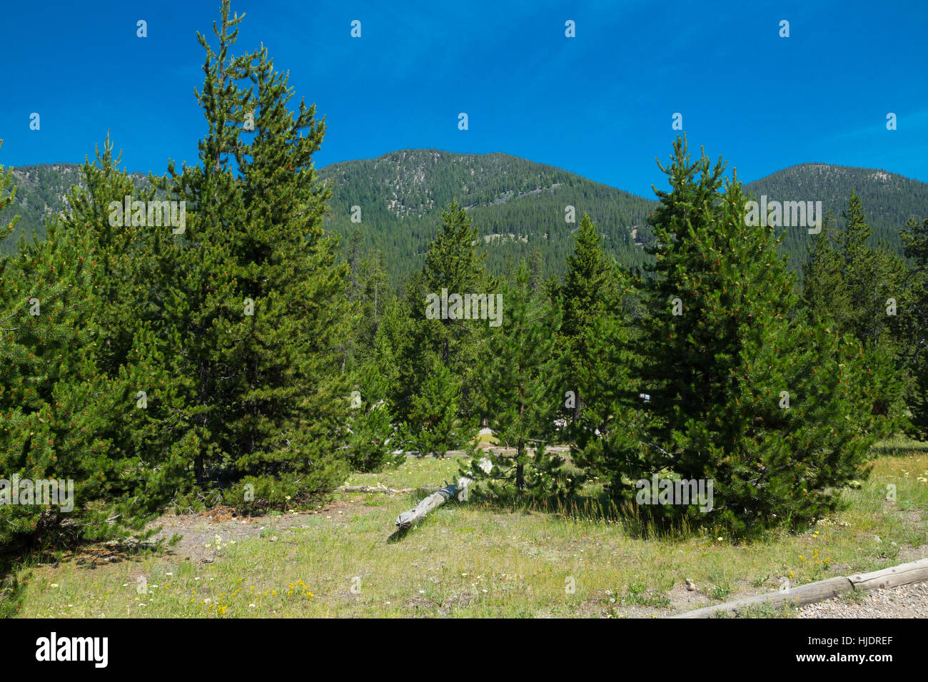Madison Junction, Yellowstone National Park, Wyoming, USA Stock Photo ...