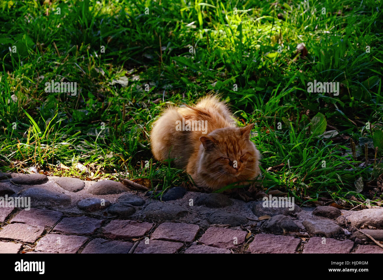 Light Red Cat lying on Green Summer Grass near a Pavement Stock Photo ...