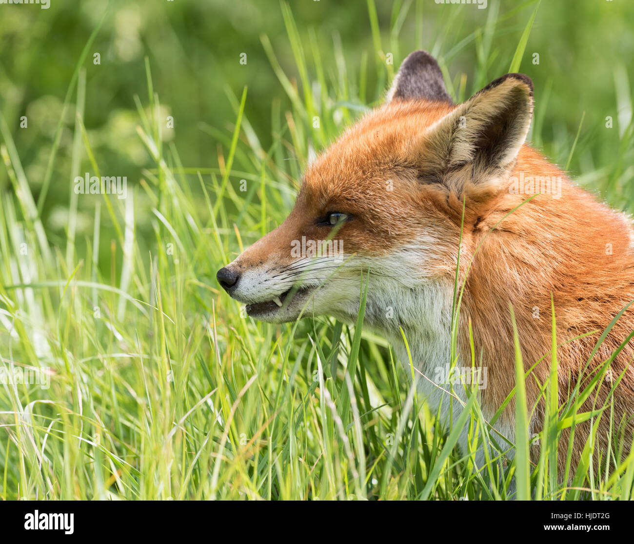 Red fox character hi-res stock photography and images - Alamy