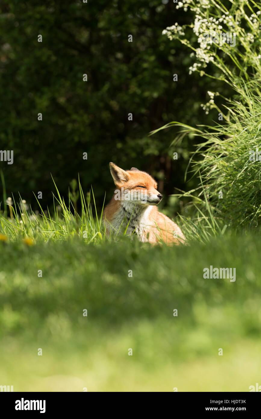 Red fox character hi-res stock photography and images - Alamy