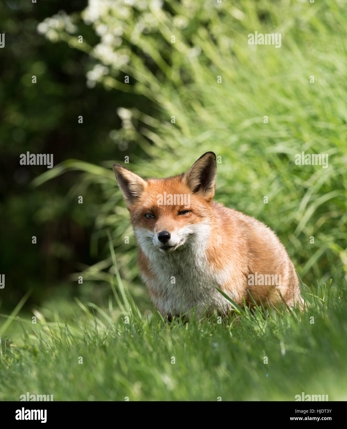 Red fox cartoon illustration hi-res stock photography and images - Alamy