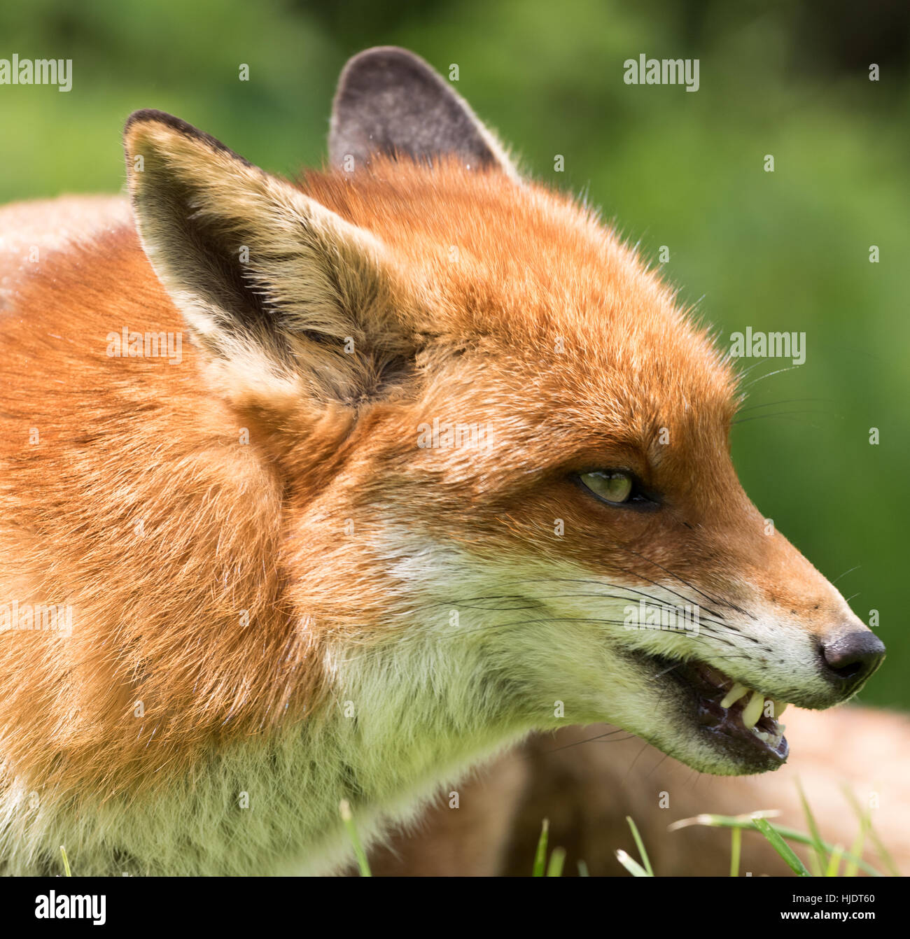 Red fox character hi-res stock photography and images - Alamy