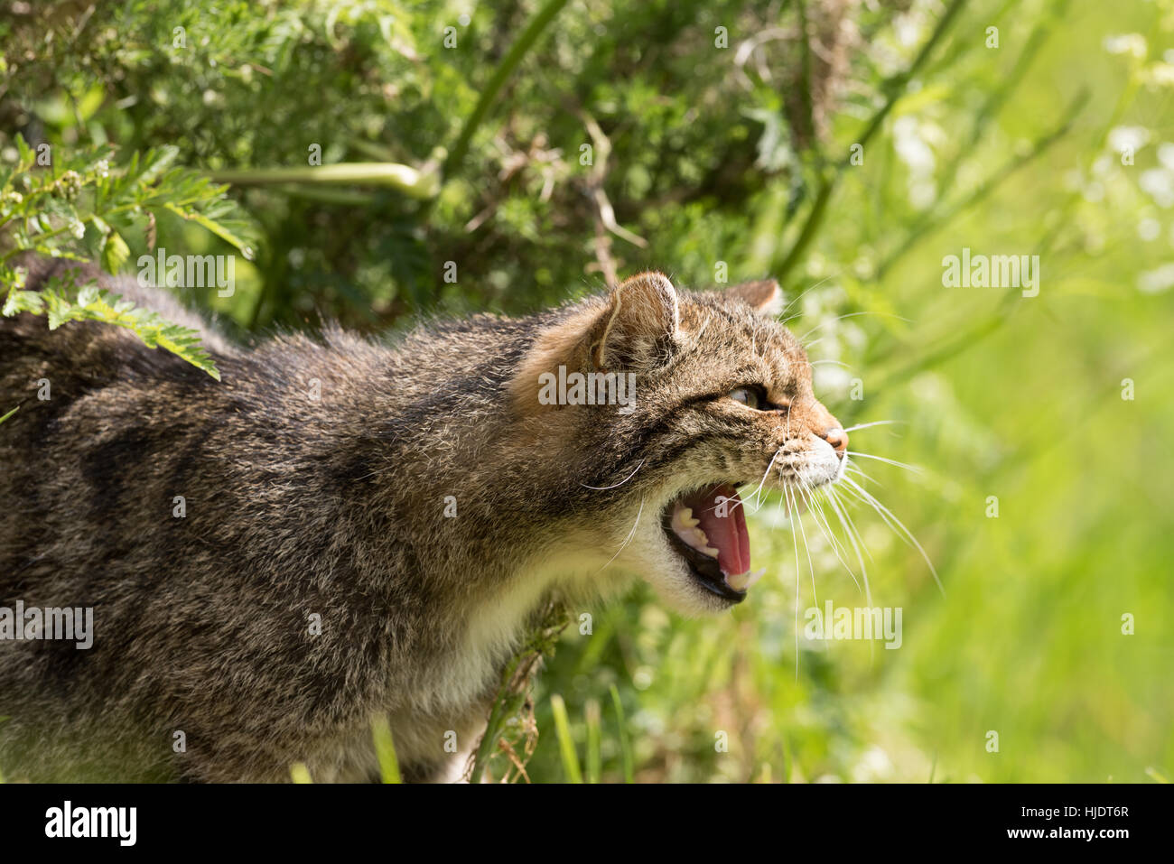 Wildcat wildcats hi-res stock photography and images - Alamy