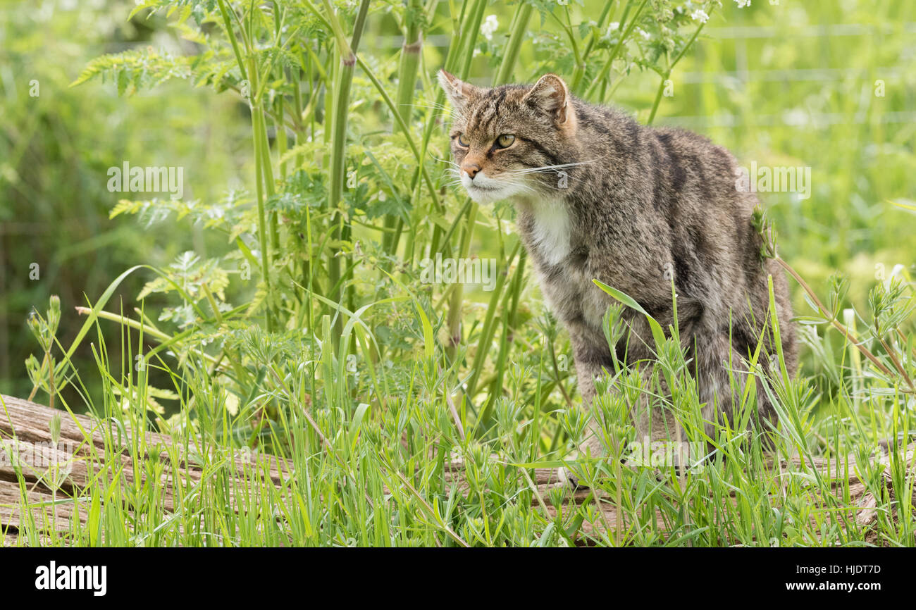Wildcats paw hi-res stock photography and images - Alamy