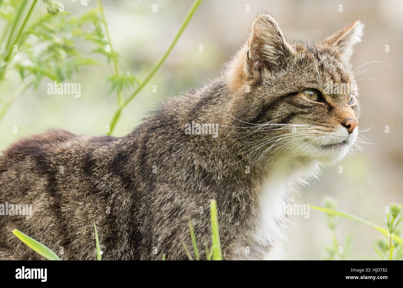 Scottish wildcats hi-res stock photography and images - Alamy