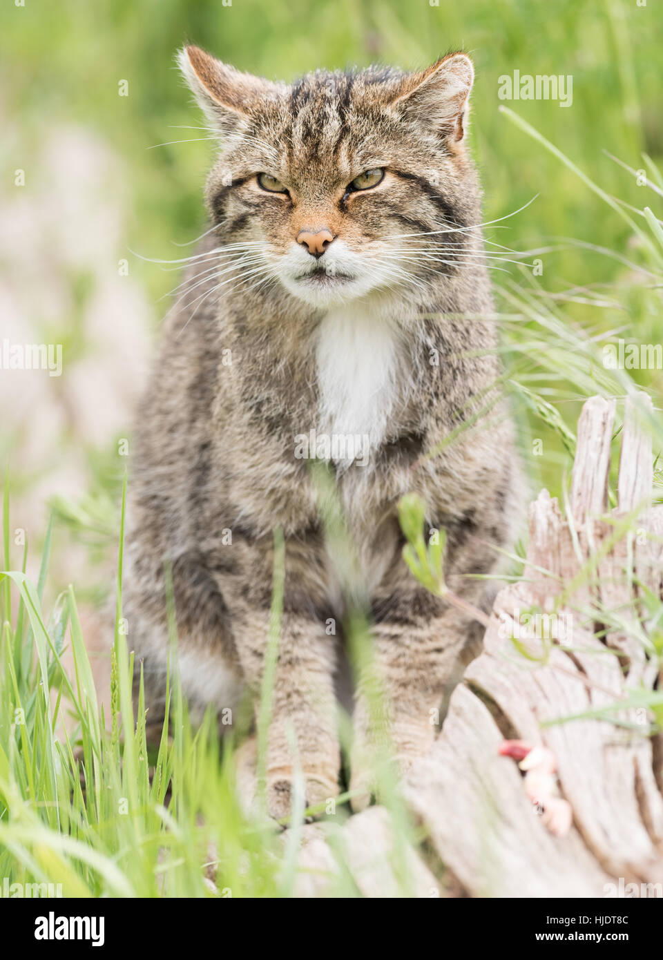 European wildcat forest wildcat felis hi-res stock photography and ...