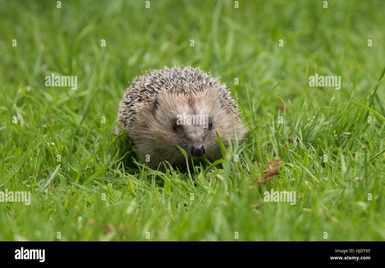British hedgehog hi-res stock photography and images - Alamy