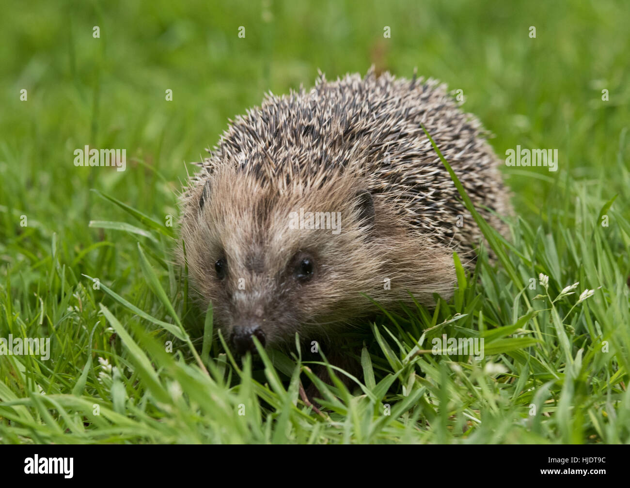 British hedgehog hi-res stock photography and images - Alamy