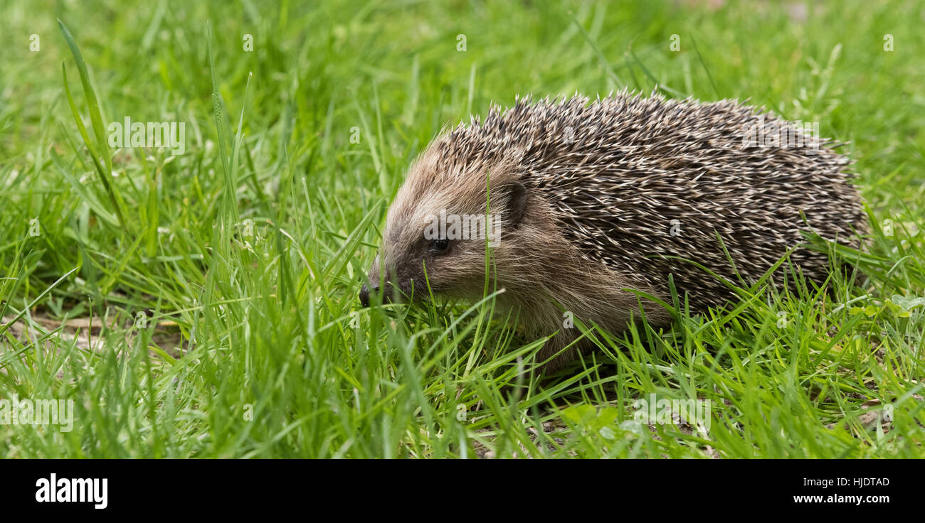 British hedgehog hi-res stock photography and images - Alamy