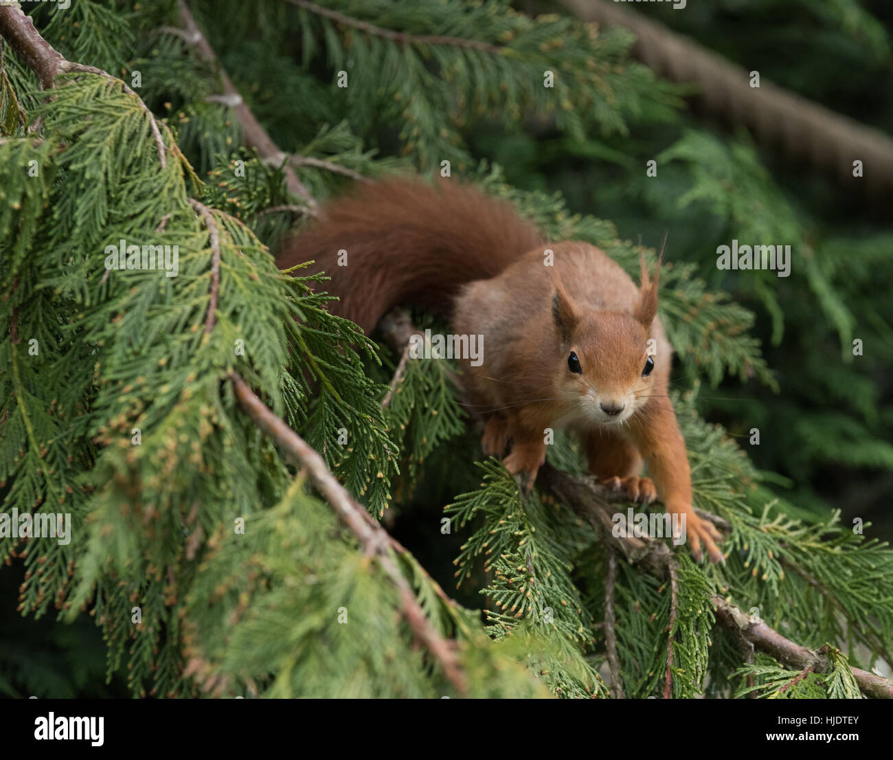 Red squirrel natural history hi-res stock photography and images - Alamy