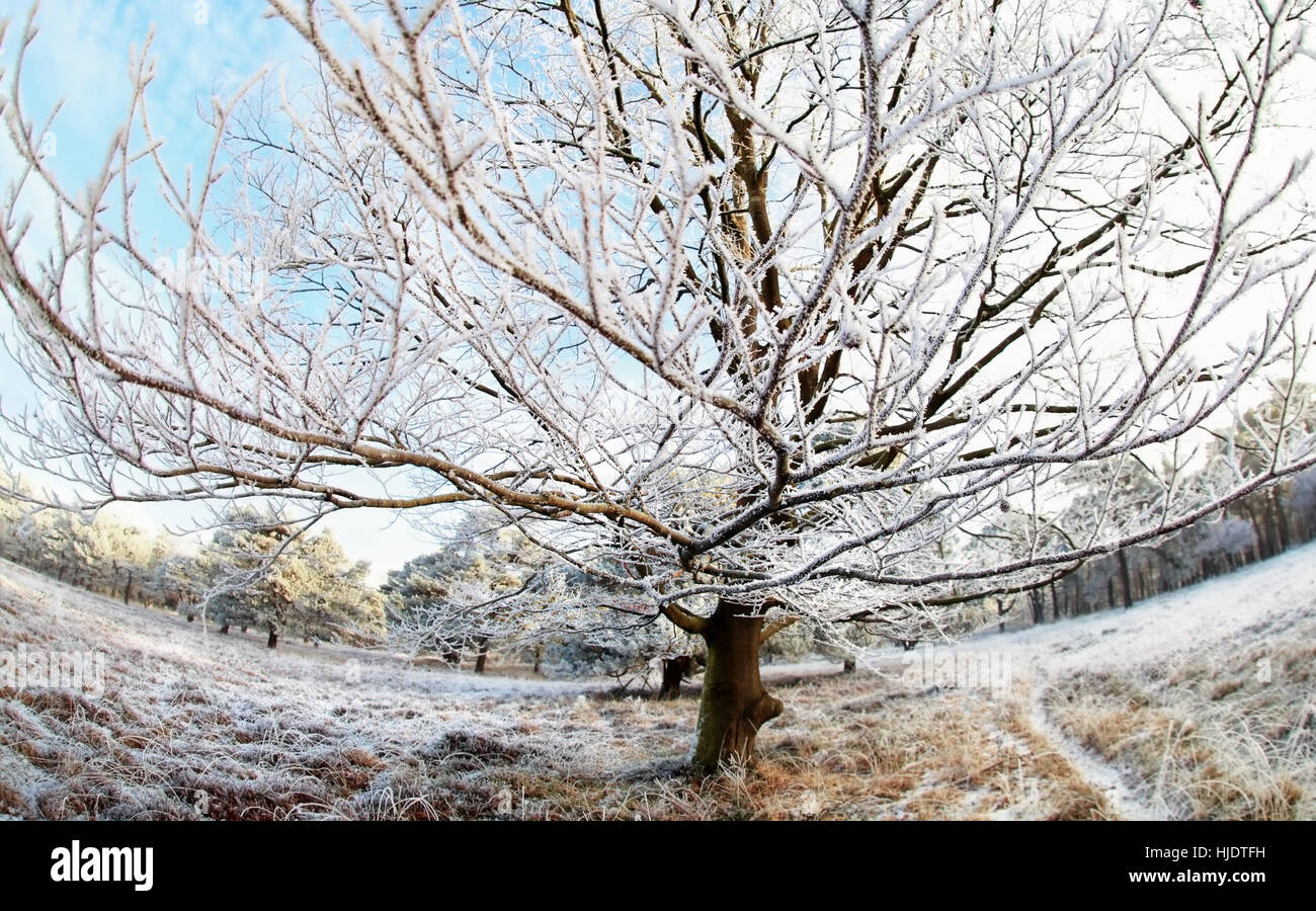 Beech tree in winter hi-res stock photography and images - Alamy