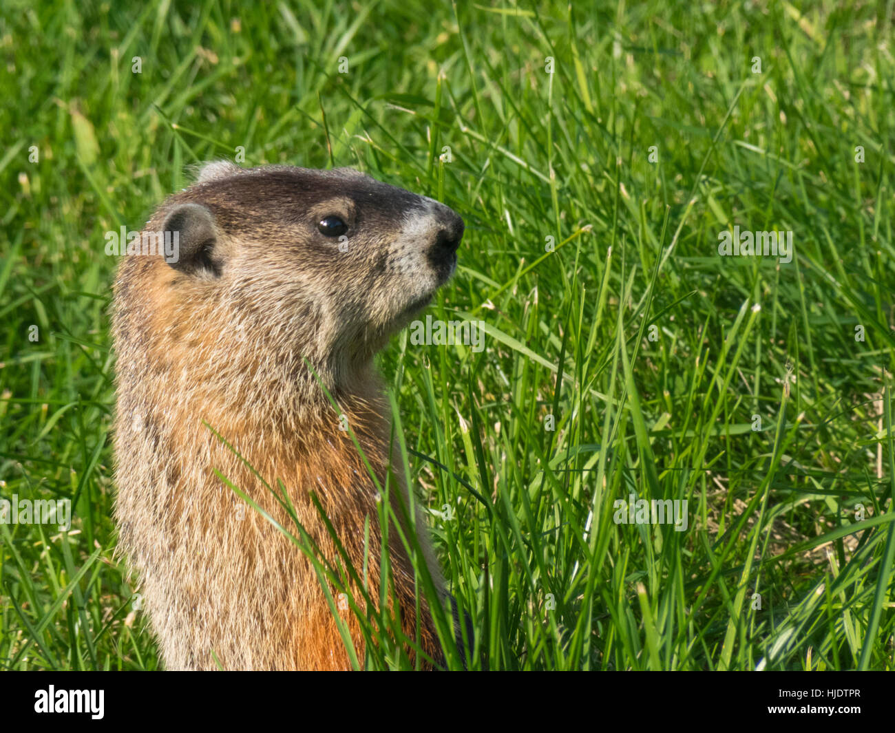Groundhog on grass Stock Photo - Alamy