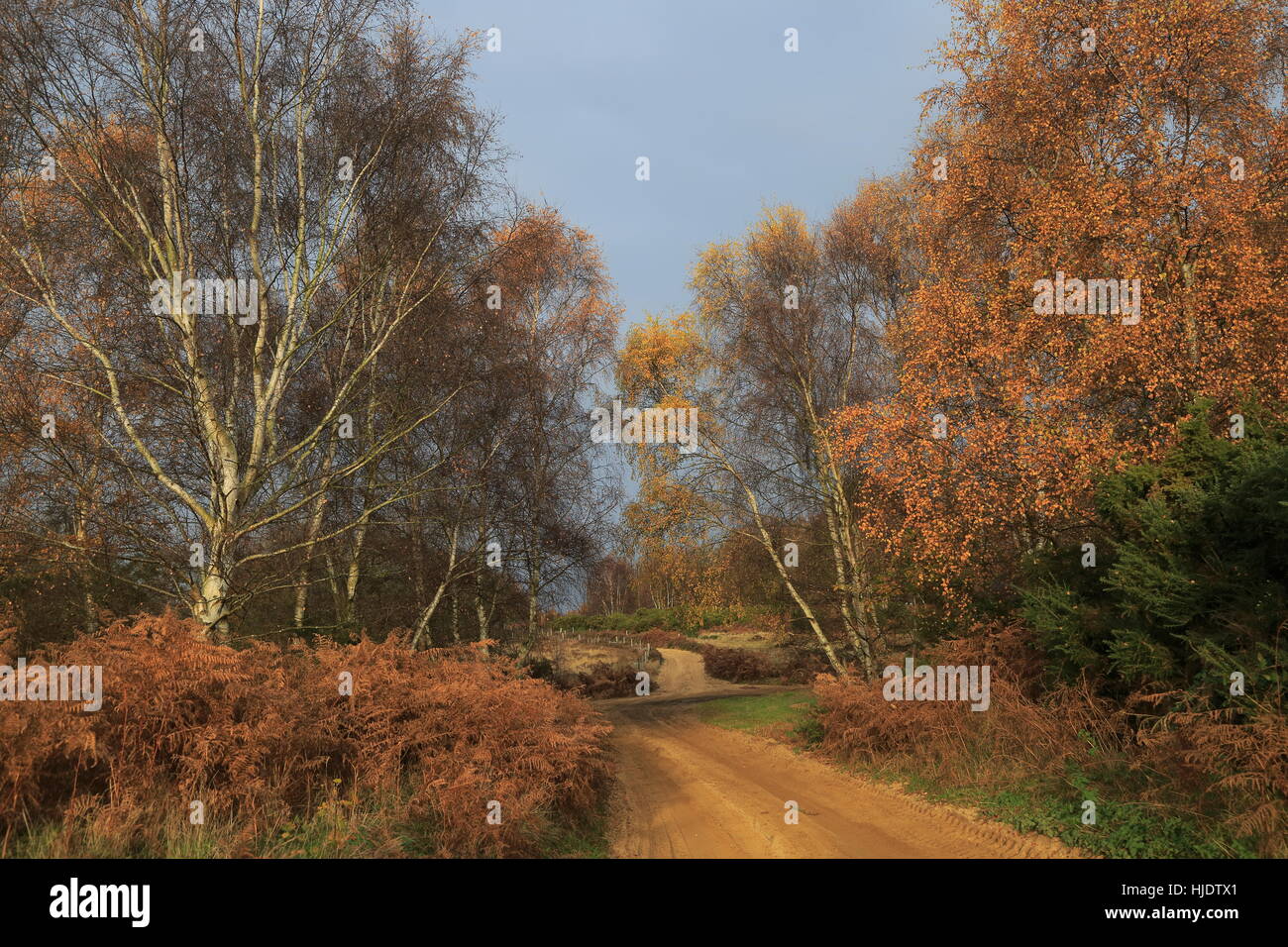 Autumn colours leaves on trees small sandy country lane, Suffolk ...