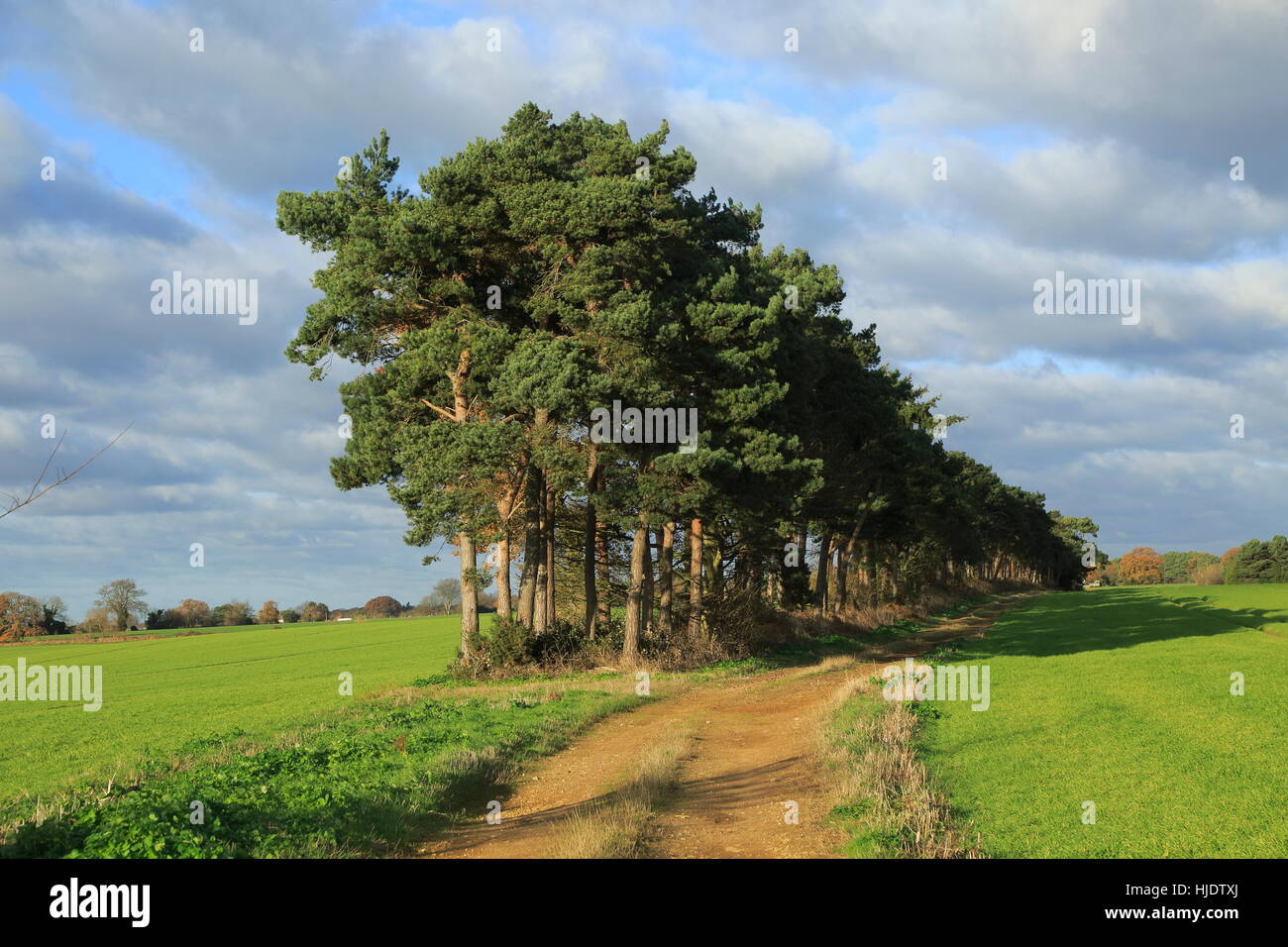 A line of Scots pine trees marking an field boundary in the countryside ...