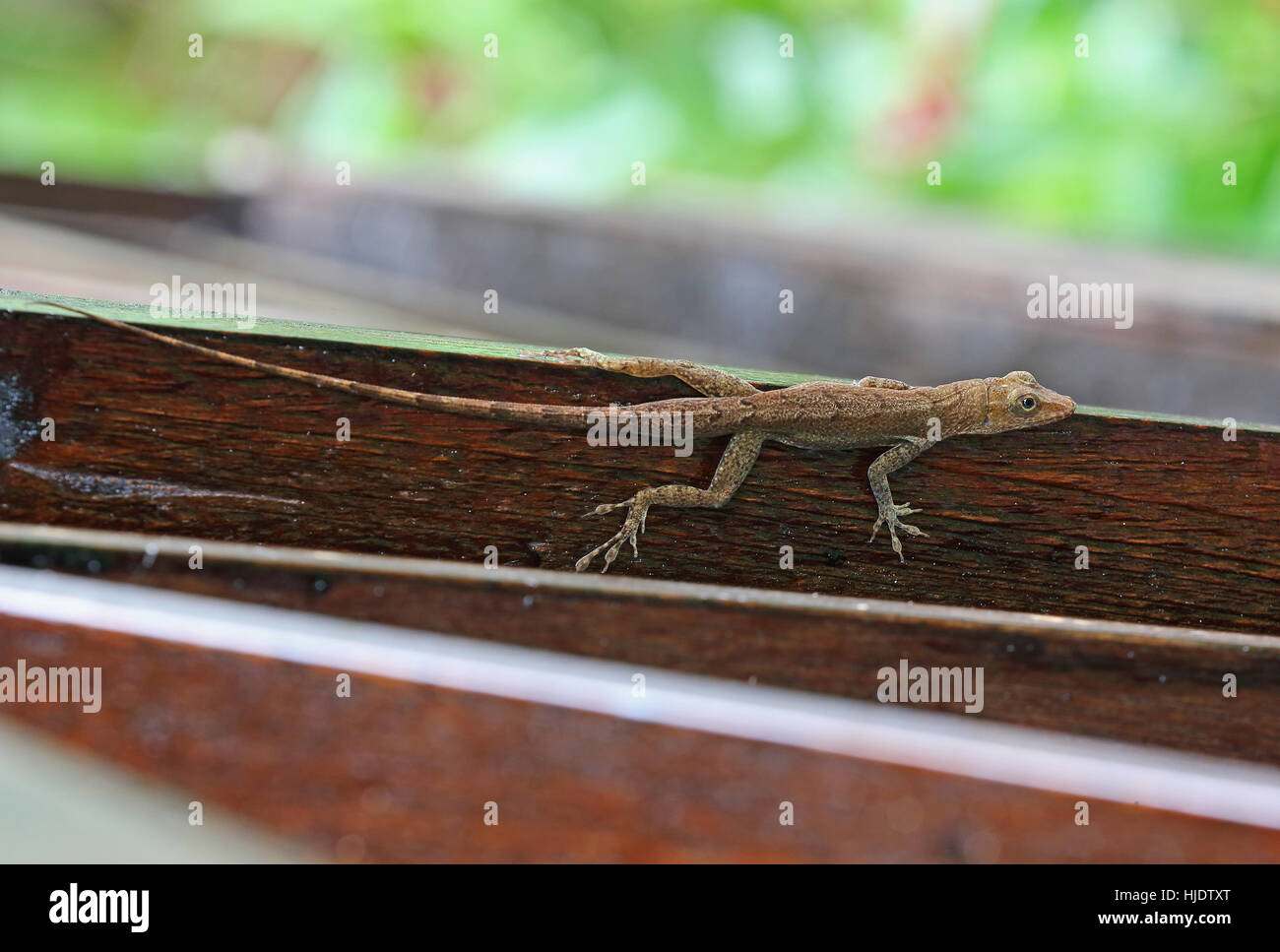 Rail lizard hi-res stock photography and images - Alamy