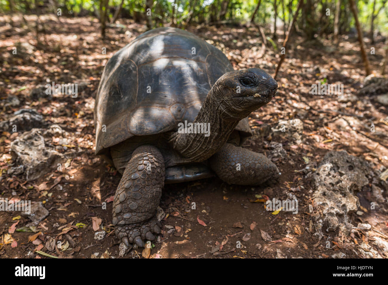 Turtle shell africa hi-res stock photography and images - Alamy