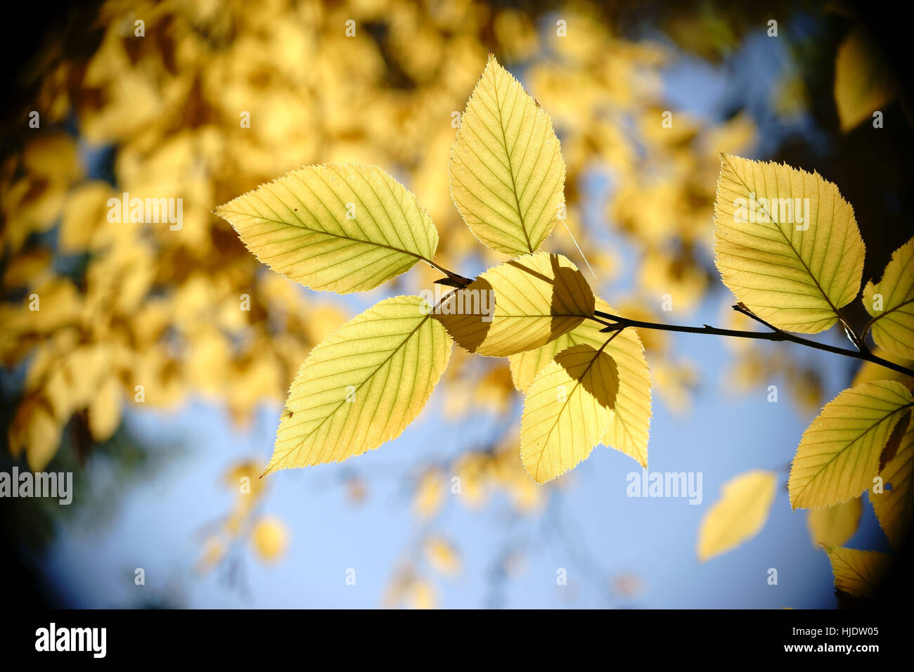 Autumn leaves yellow birch Stock Photo - Alamy