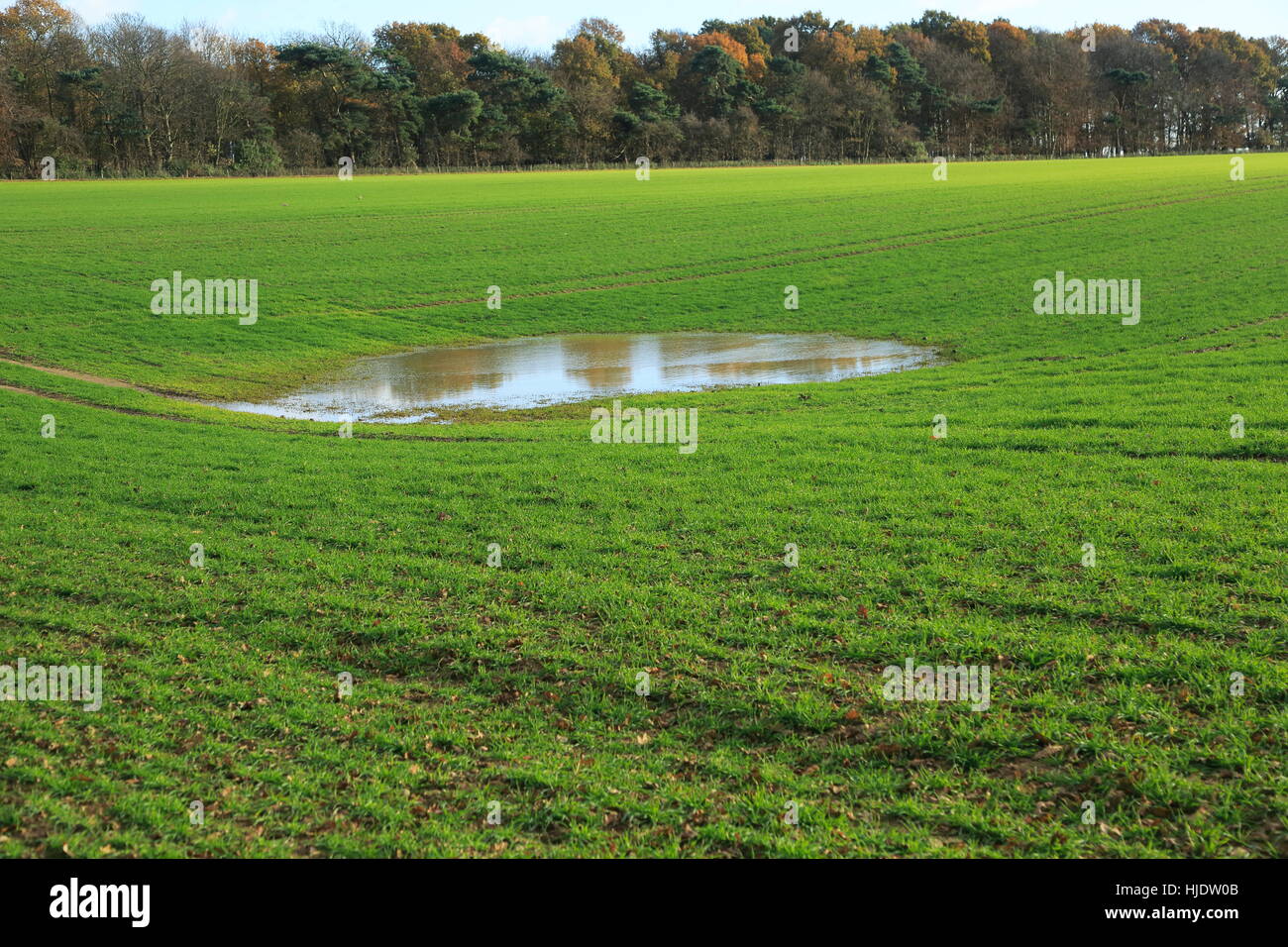 Temporary water pool in field depression showing level of water table ...