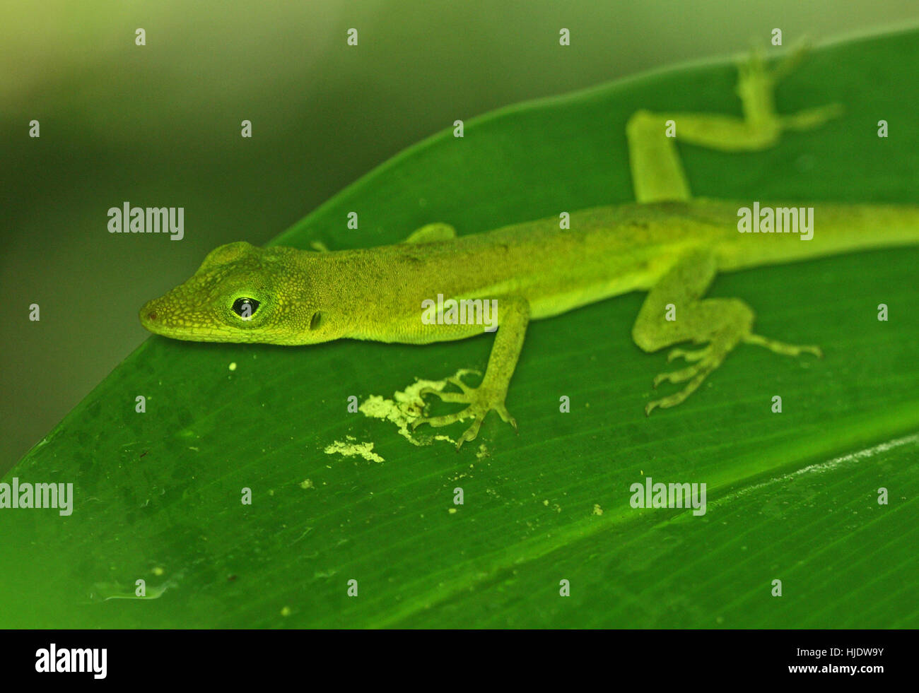 Anole lizards antilles hi-res stock photography and images - Alamy