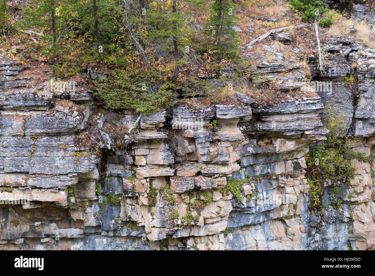 Forest vegetation growing at the top of a rocky ledge in Darby Canyon ...
